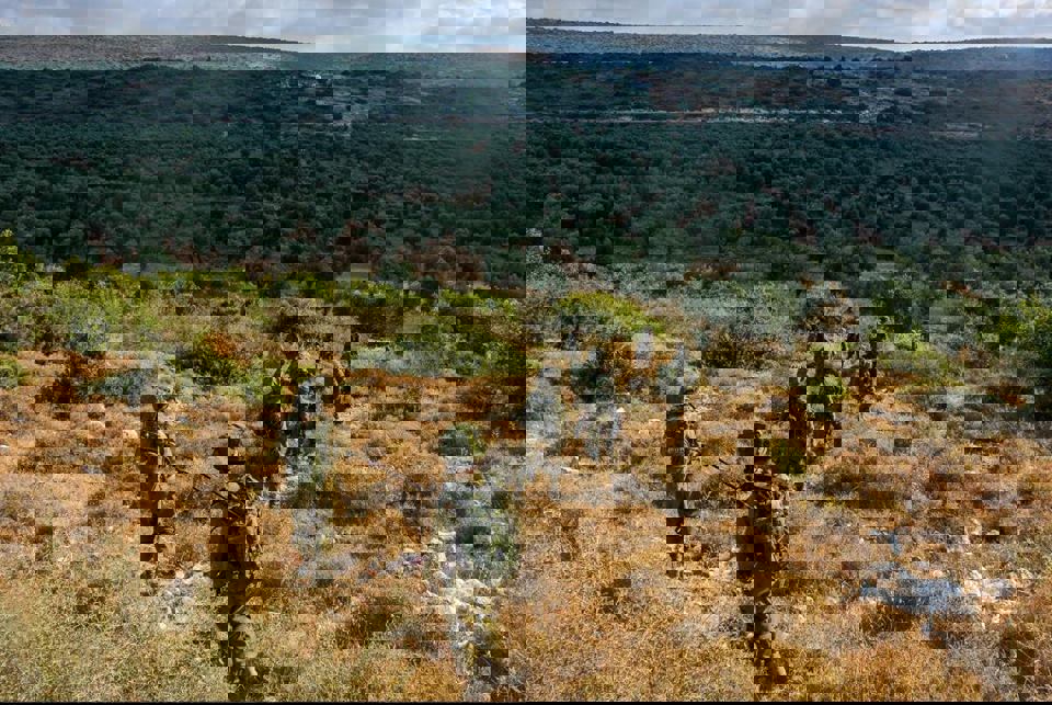 Gallery North Command | IDF