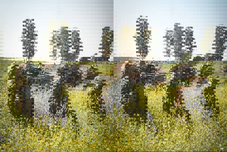 Gallery North Command | IDF